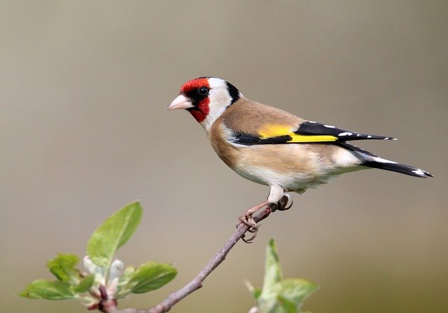 Birdwatching in the Swiss National Park: A Haven for Ornithology ...